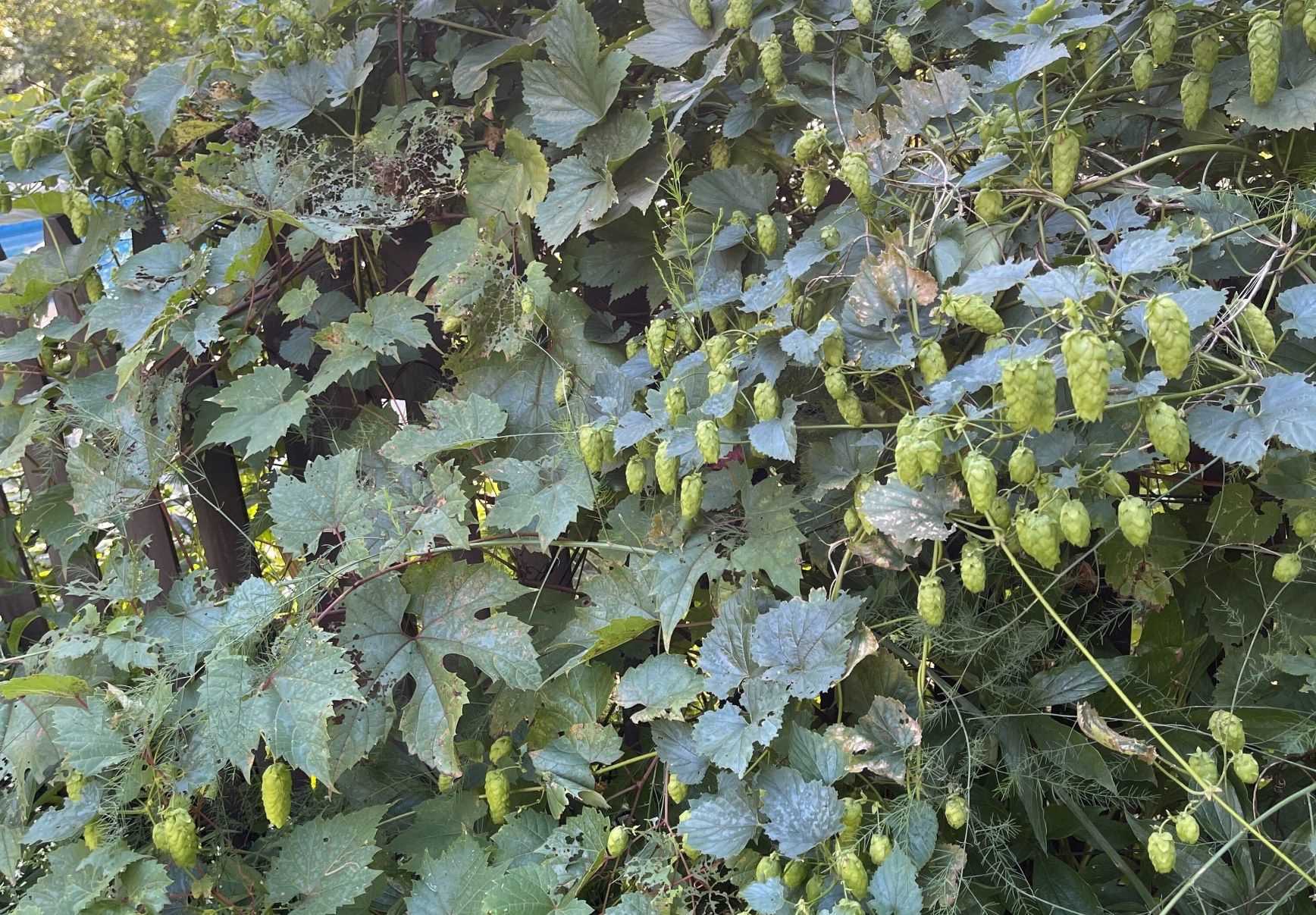 Growing Hops Q&A - City Brew Tours - North America's Best and Oldest ...